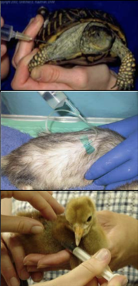 giving-wildlife-fluids – Wildlife Rehabilitators' Association of ...